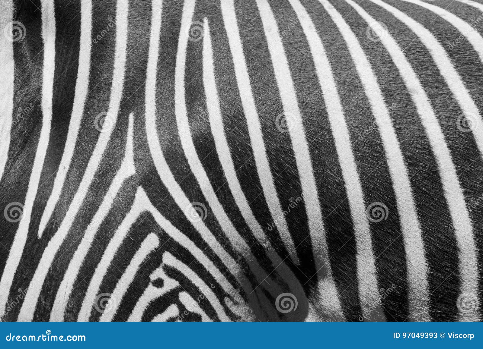 Zebra Pattern Background Royalty-Free Stock Photography | CartoonDealer ...