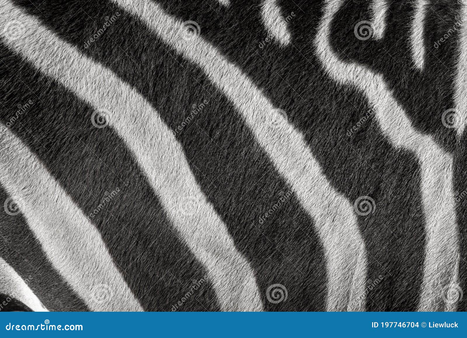 Zebra Pattern with Black and White Stock Photo - Image of mammal, hair ...