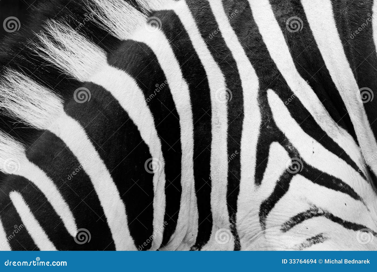 Zebra Pattern Background Royalty-Free Stock Photography | CartoonDealer ...