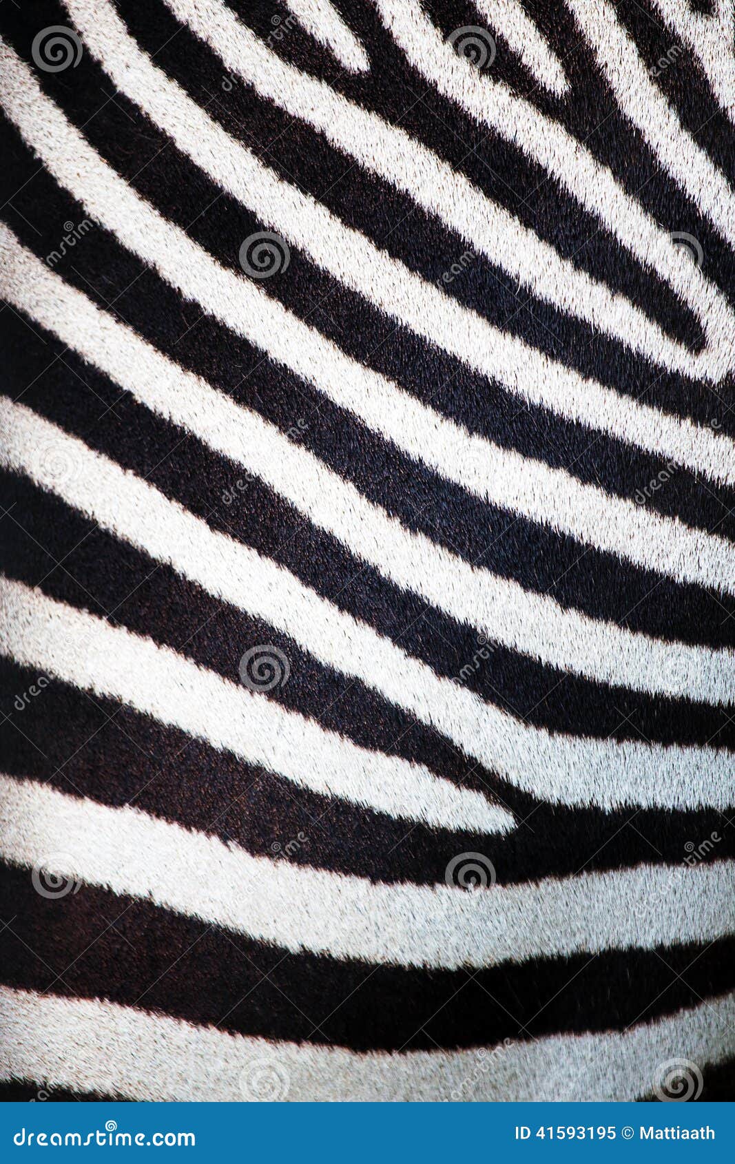 Zebra pattern stock image. Image of equus, african, species - 41593195