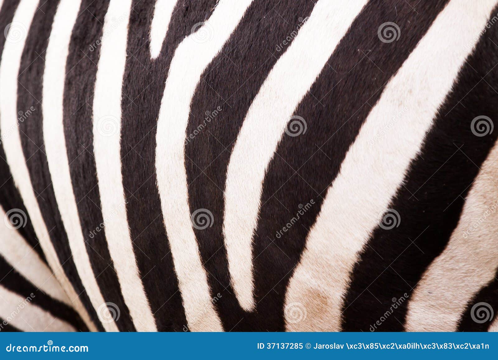 Zebra pattern stock image. Image of hair, black, beautiful - 37137285