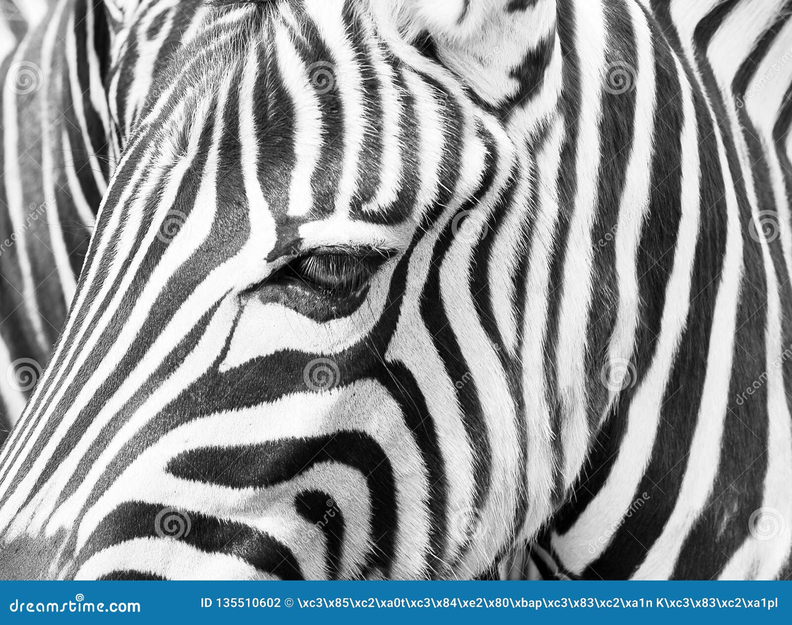 Zebra pattern stock photo. Image of backdrop, nature - 135510602