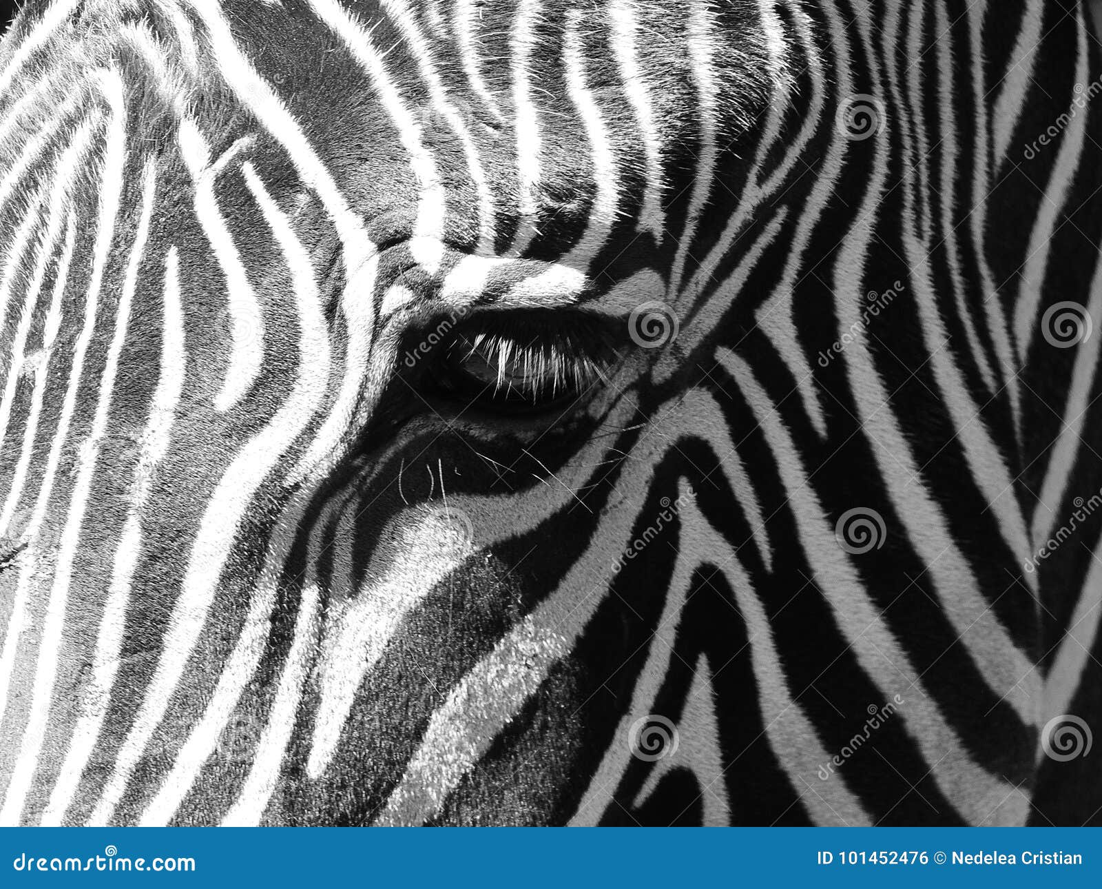 Zebra eye closeup stock photo. Image of animal, zebra - 101452476