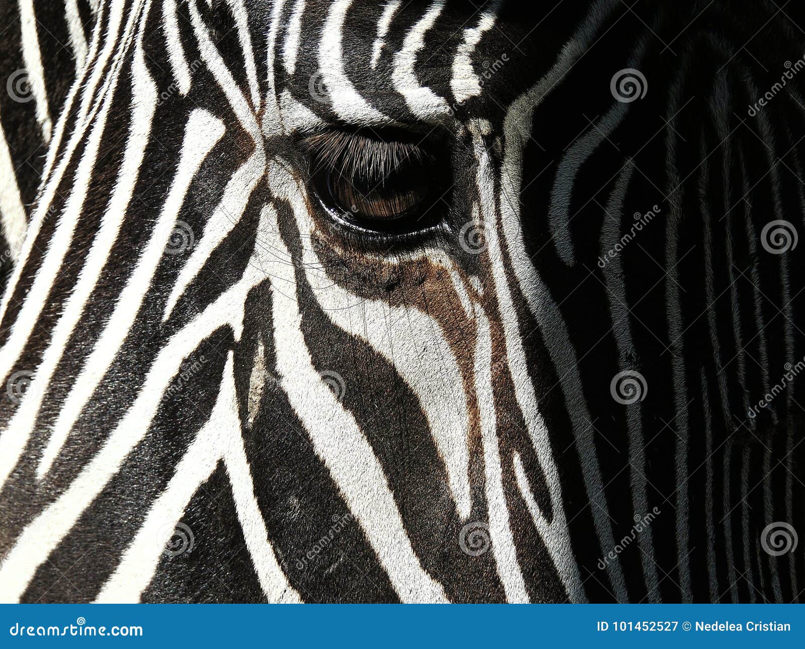 Zebra eye closeup stock image. Image of safari, white - 101452527