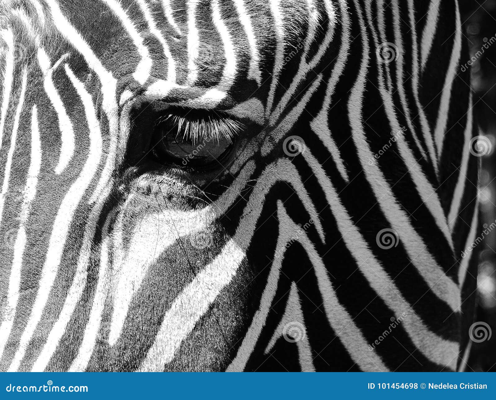 Zebra eye closeup stock photo. Image of stripes, animal - 101454698