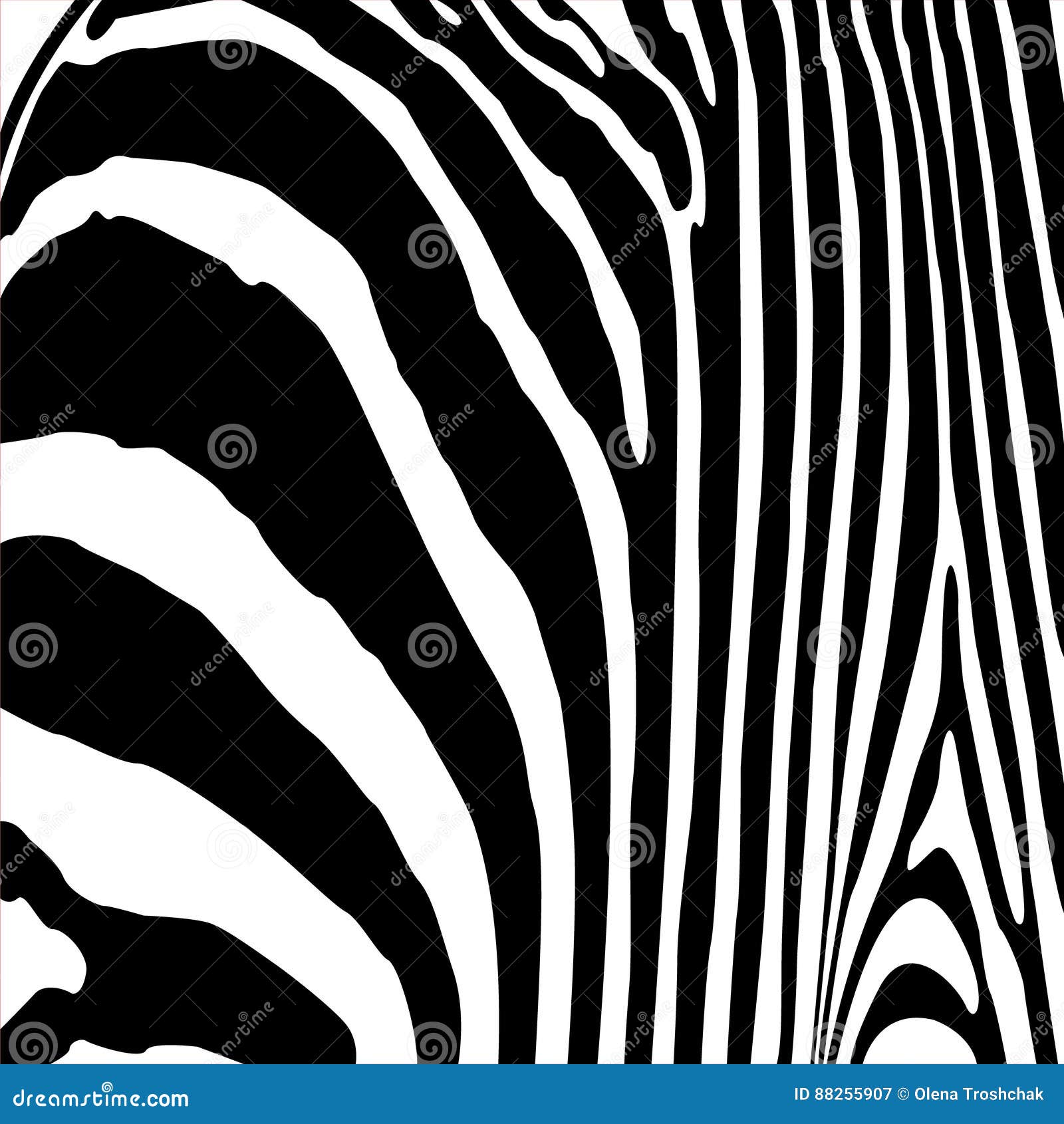 Zebra pattern. stock vector. Illustration of tropical - 88255907