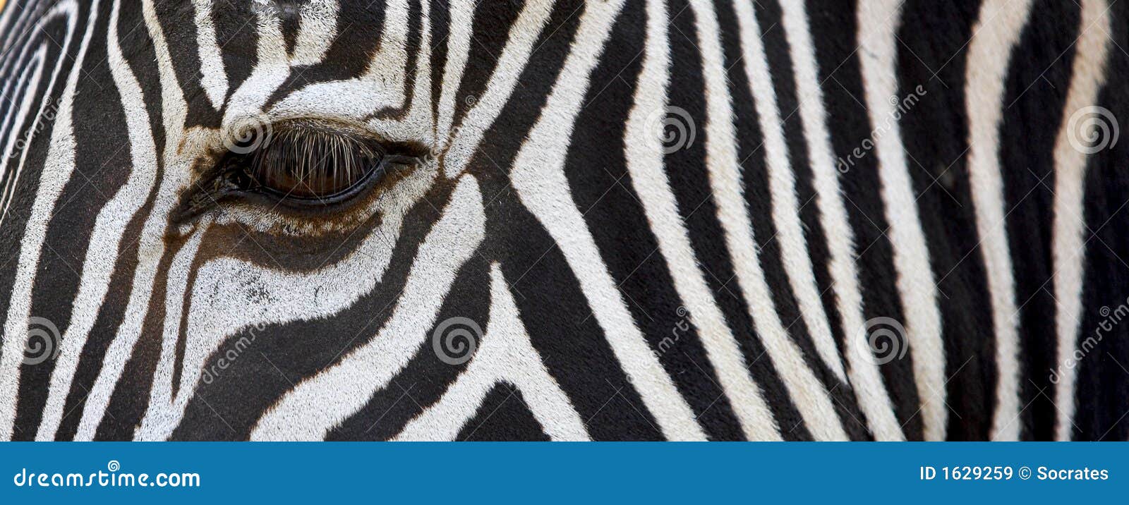 Zebra Patterns Royalty-Free Stock Photography | CartoonDealer.com #13216661