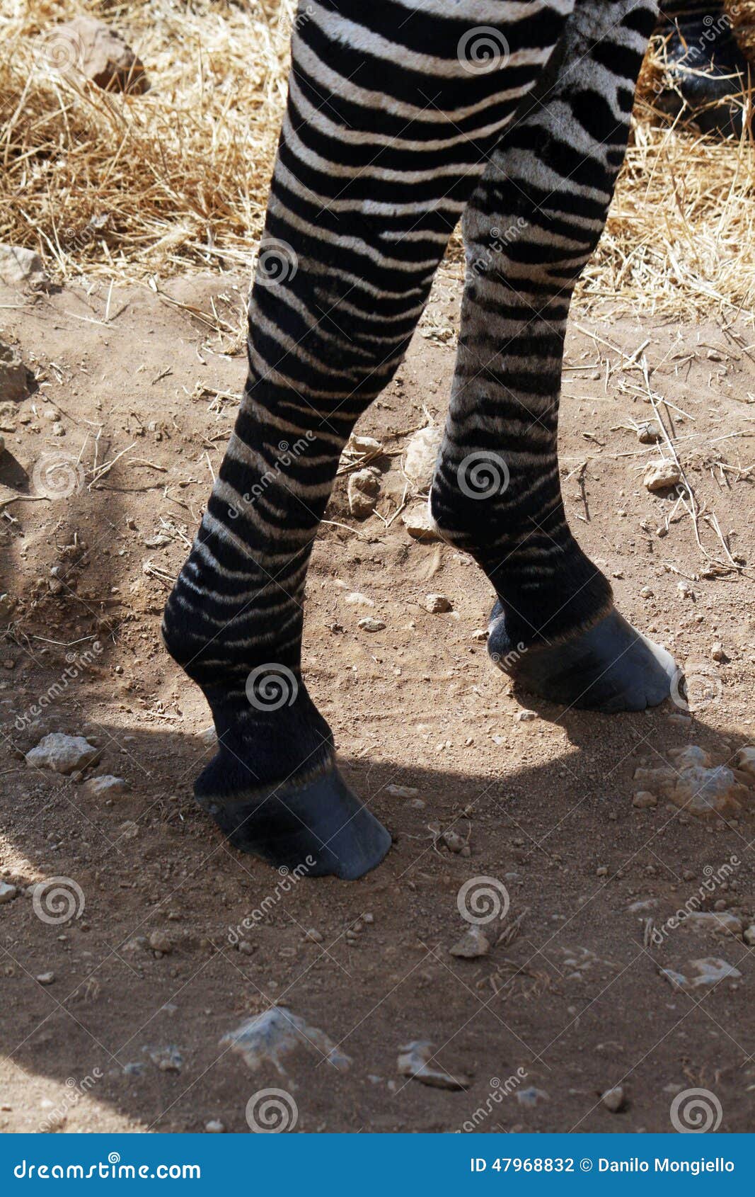 Zebra paws stock photo. Image of ngorongoro, paws, tourism - 47968832
