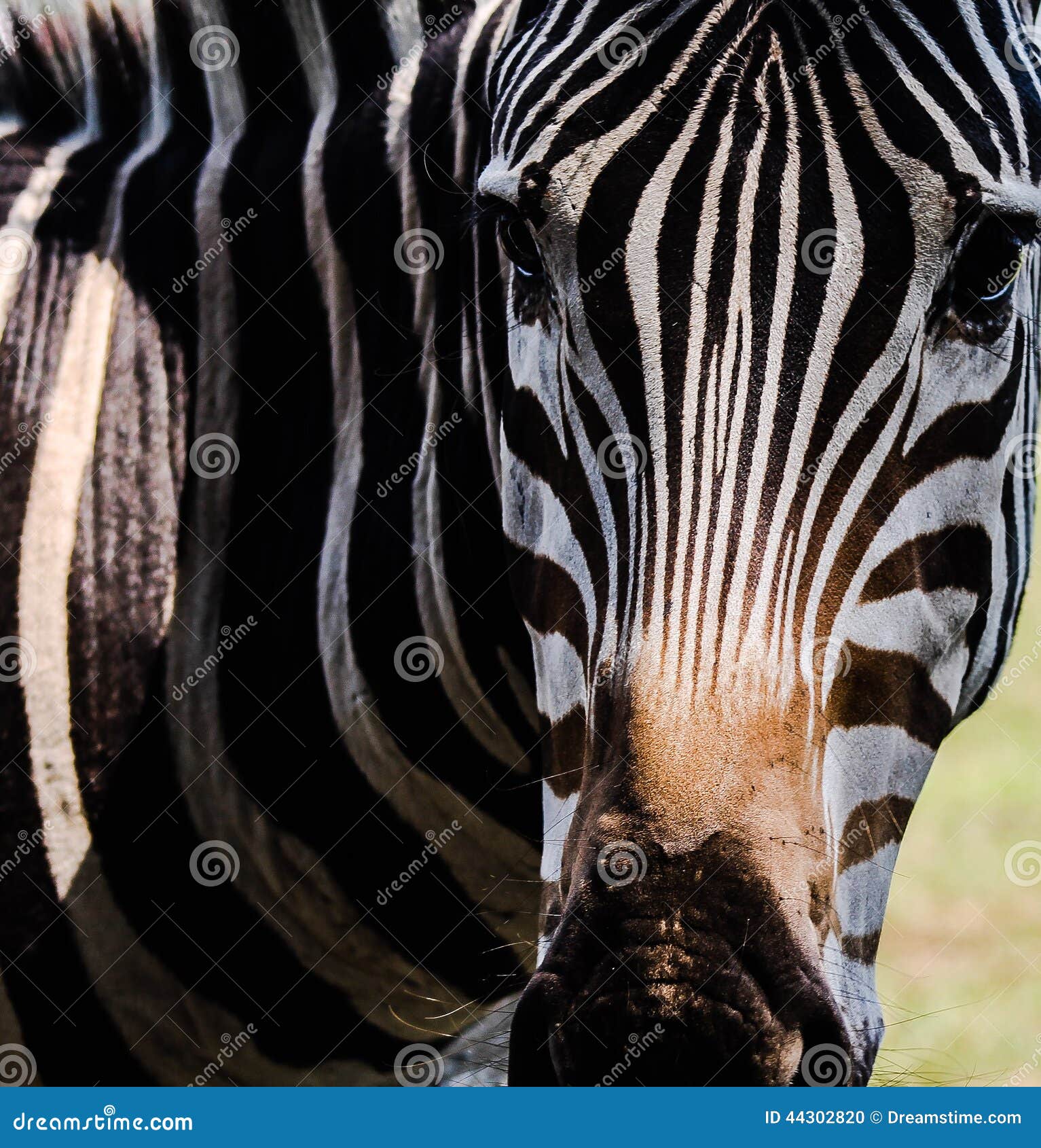235 Zebra Facing Stock Photos - Free & Royalty-Free Stock Photos from ...