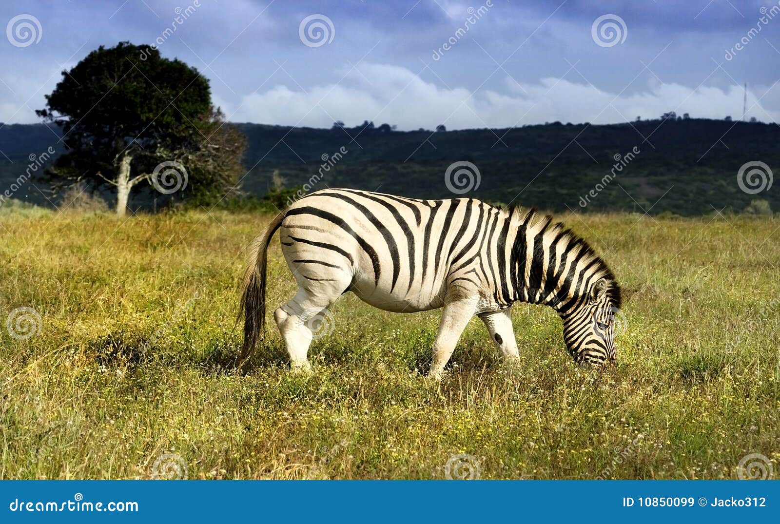 Zebra on the Plains stock image. Image of pattern, southern - 10850099