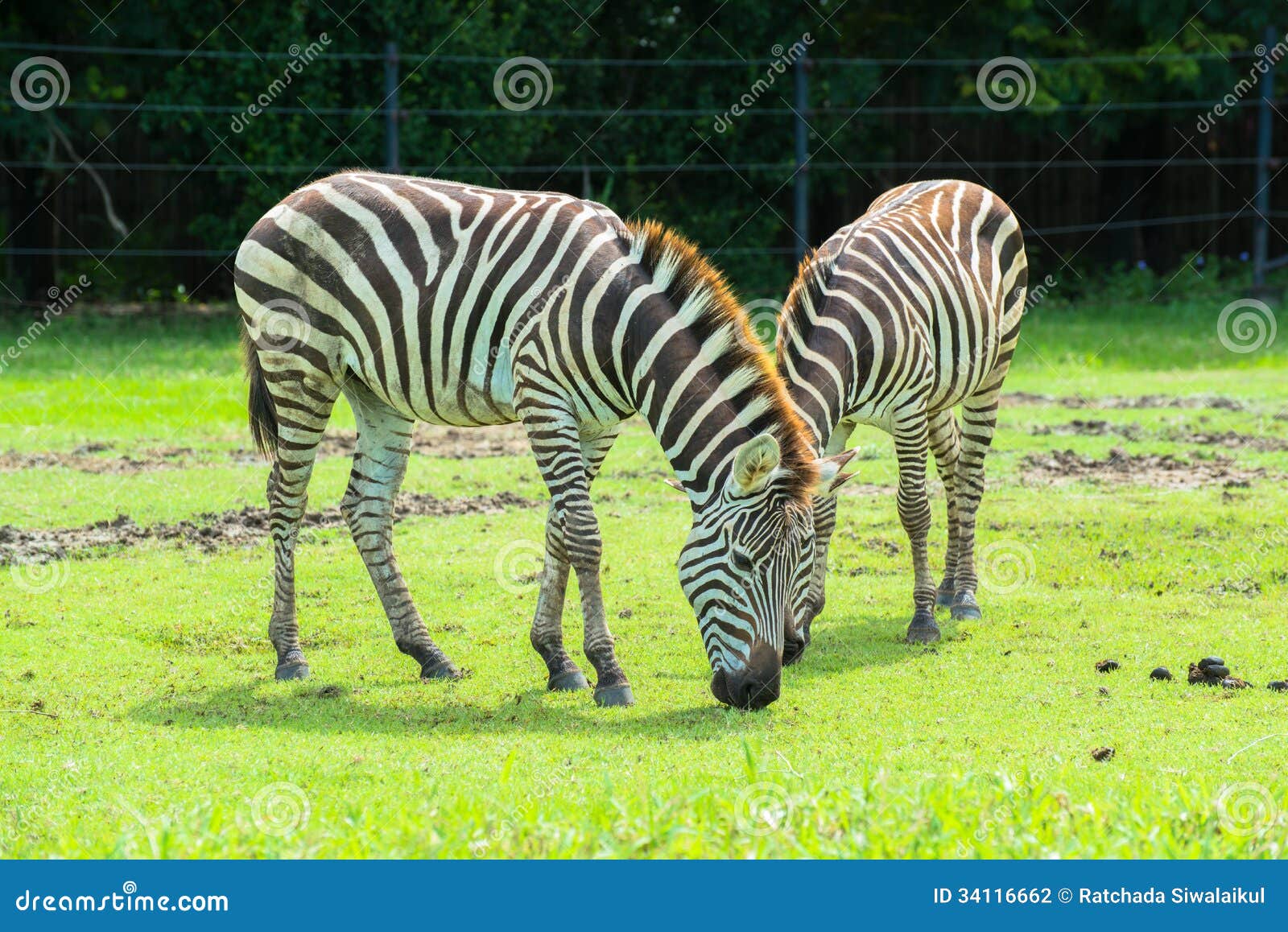 Zebra on the plains stock photo. Image of game, plains - 34116662