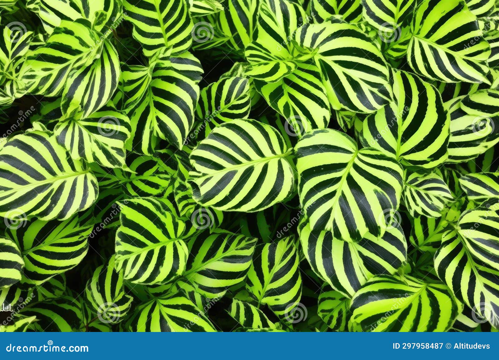 Zebra Plants Striped Leaf Texture Close-up Stock Image - Image of ...