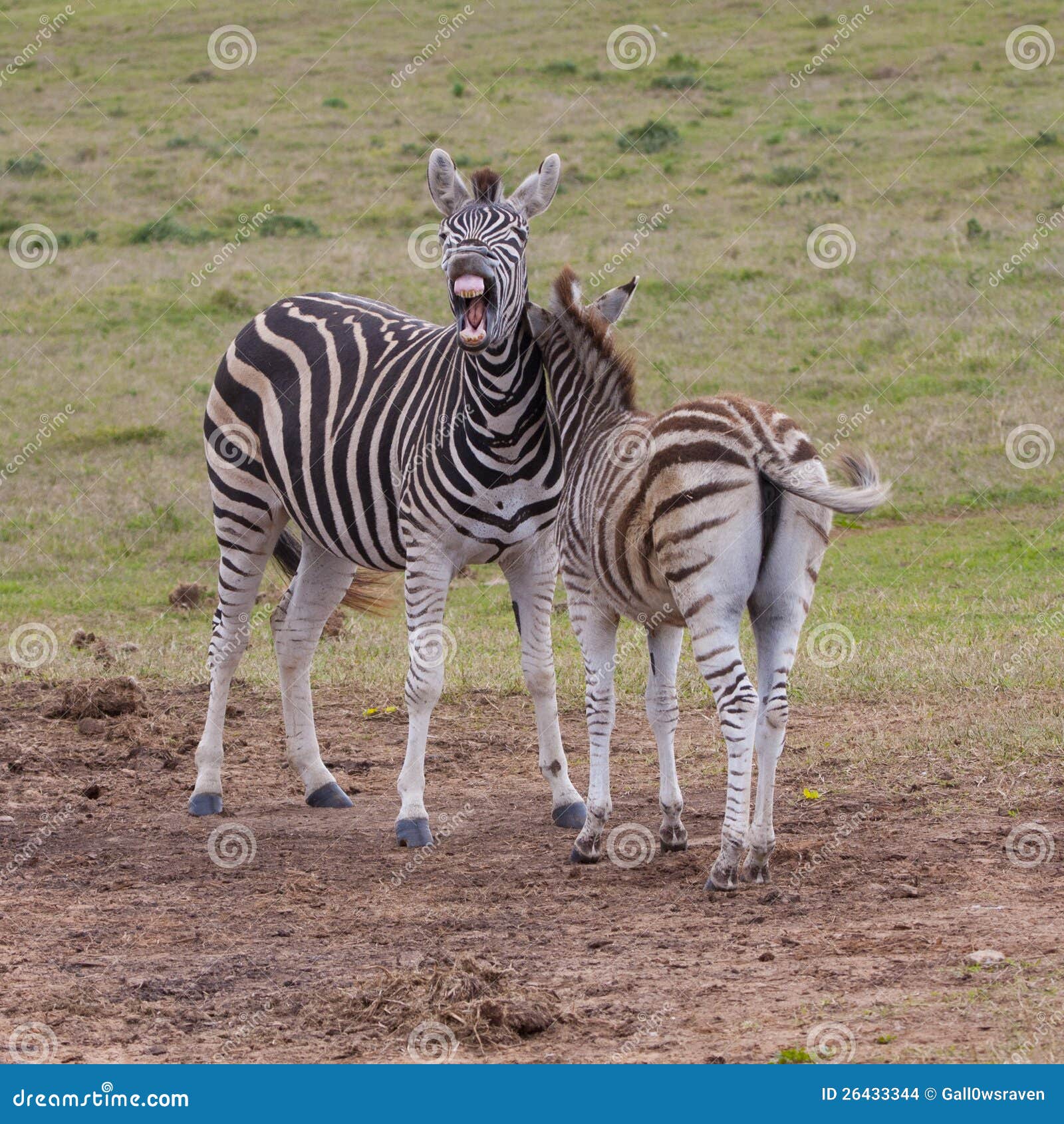 Zebra playing stock photo. Image of bush, jungle, africa - 26433344