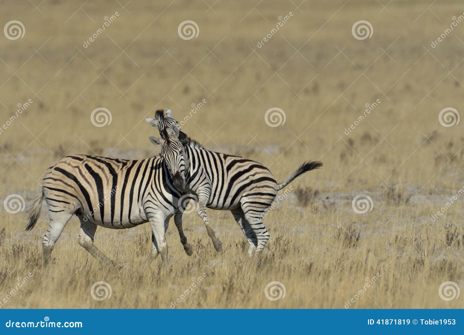 Zebra Playing on Grass on the Pan in Etosha National Park, Namibia ...
