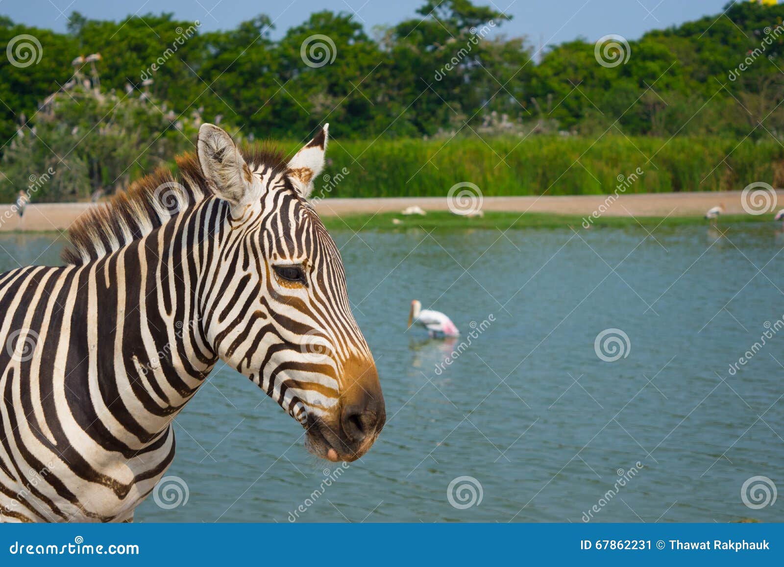 Zebra stock image. Image of pond, lonely, zootopia, zebra - 67862231