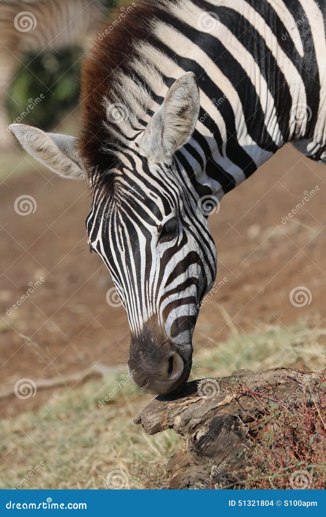 Zebra With His Big Nose Royalty-Free Stock Photo | CartoonDealer.com ...
