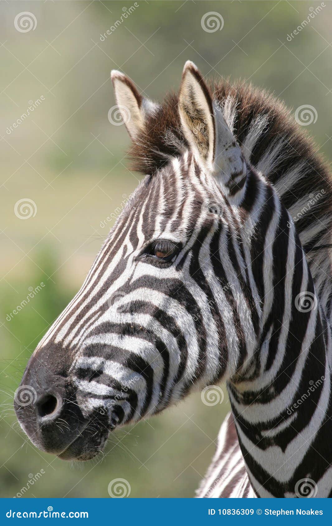 Zebra Portrait stock image. Image of wildlife, wild, stripes - 10836309