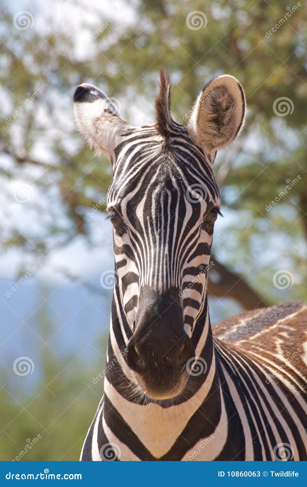 Zebra Portrait stock image. Image of animal, zebra, equine - 10860063