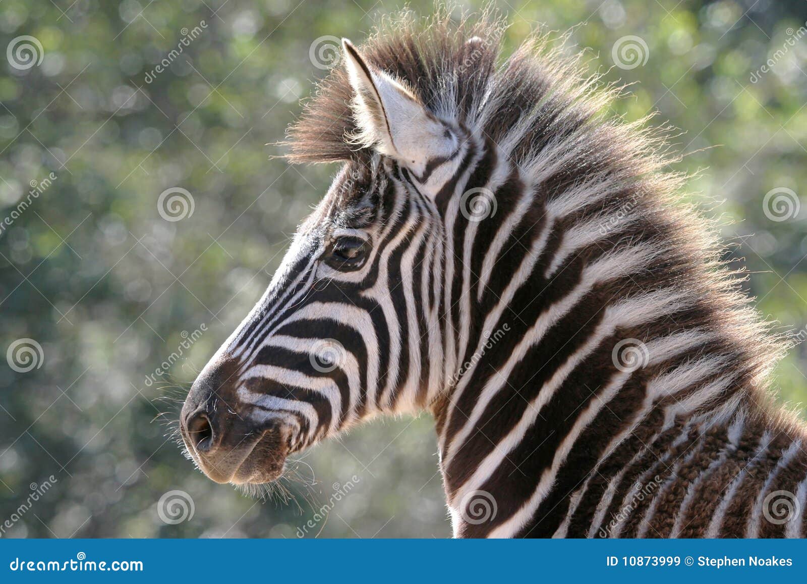 Zebra Portrait stock image. Image of skin, wildlife, herbivorous - 10873999