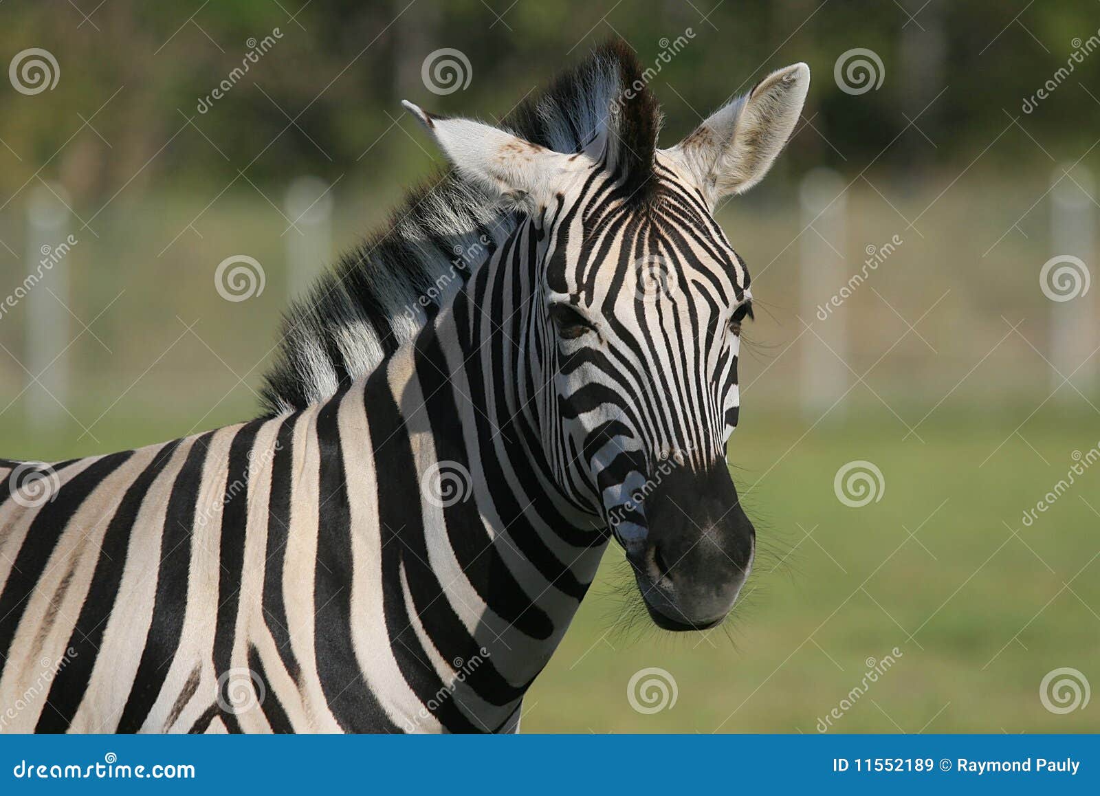 Zebra Portrait stock image. Image of grassland, stripes - 11552189