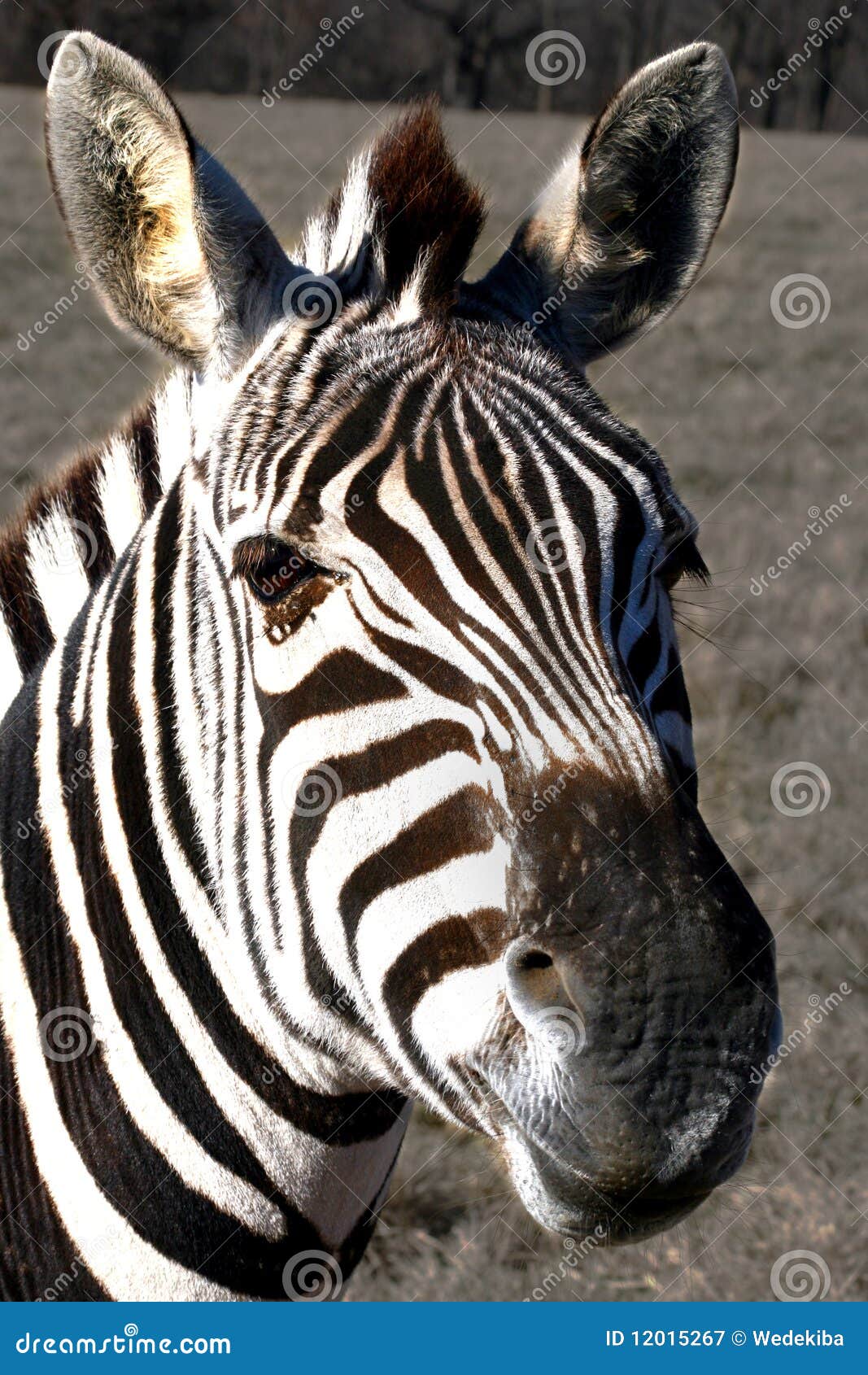 Zebra Portrait stock image. Image of exploration, black - 12015267