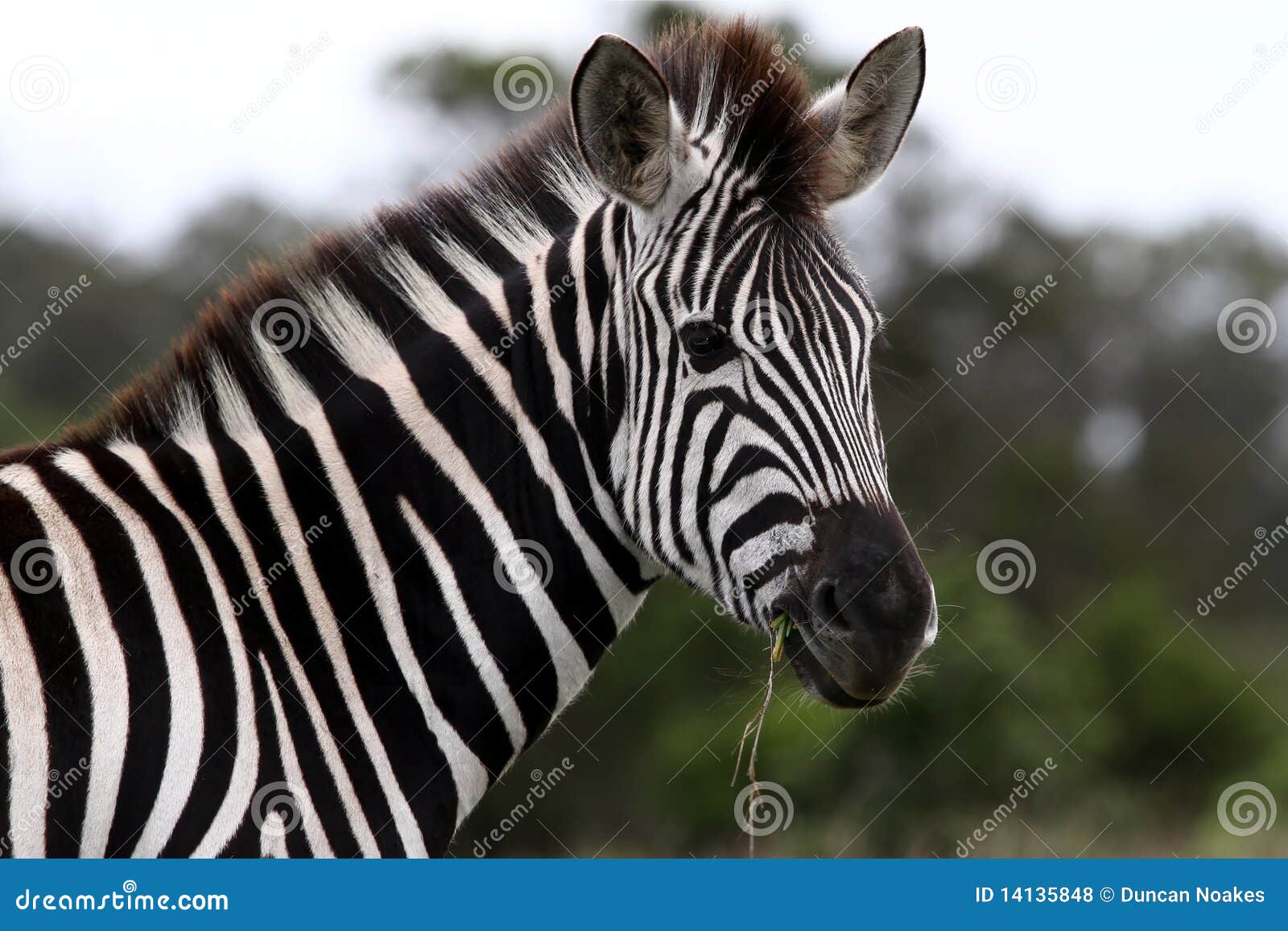 Zebra Portrait stock photo. Image of park, herbivore - 14135848
