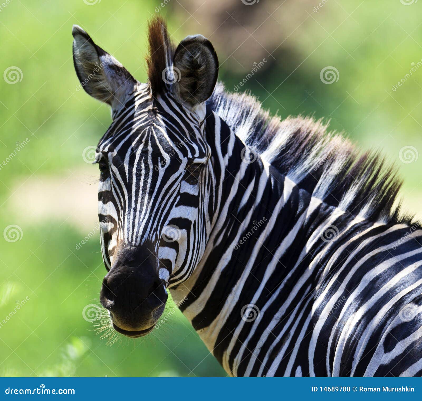 Zebra, Portrait stock photo. Image of strips, africa - 14689788