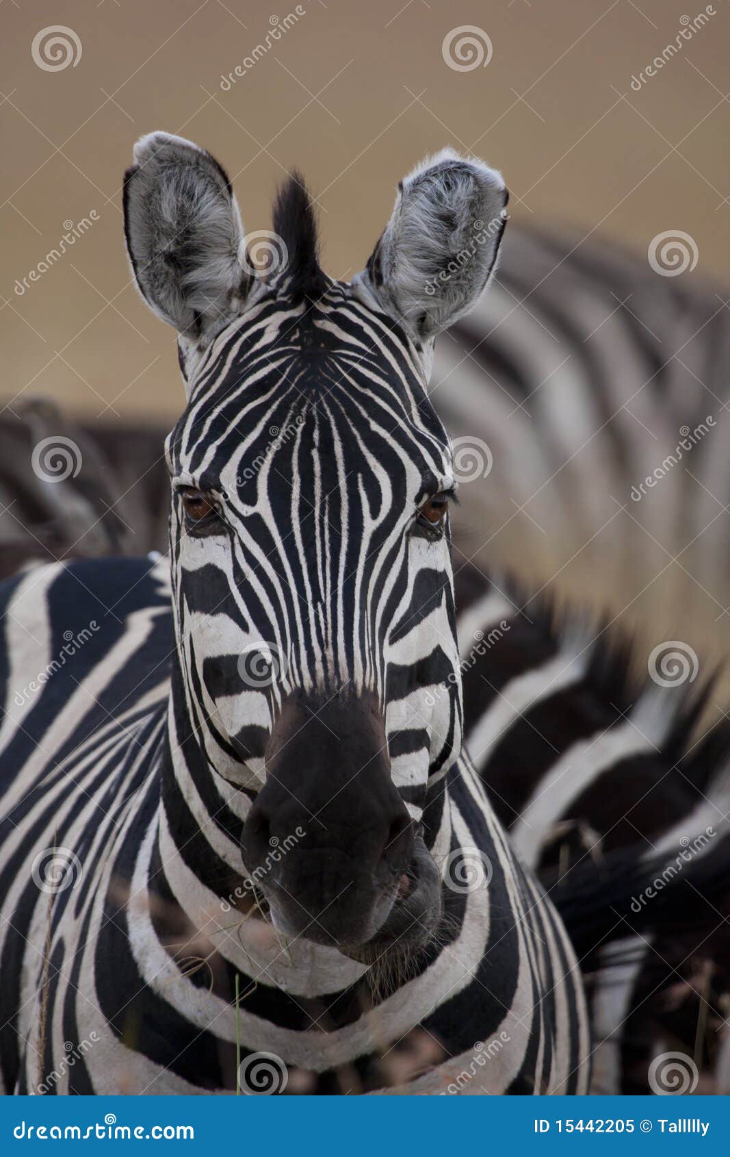 Zebra portrait stock image. Image of black, pattern, face - 15442205