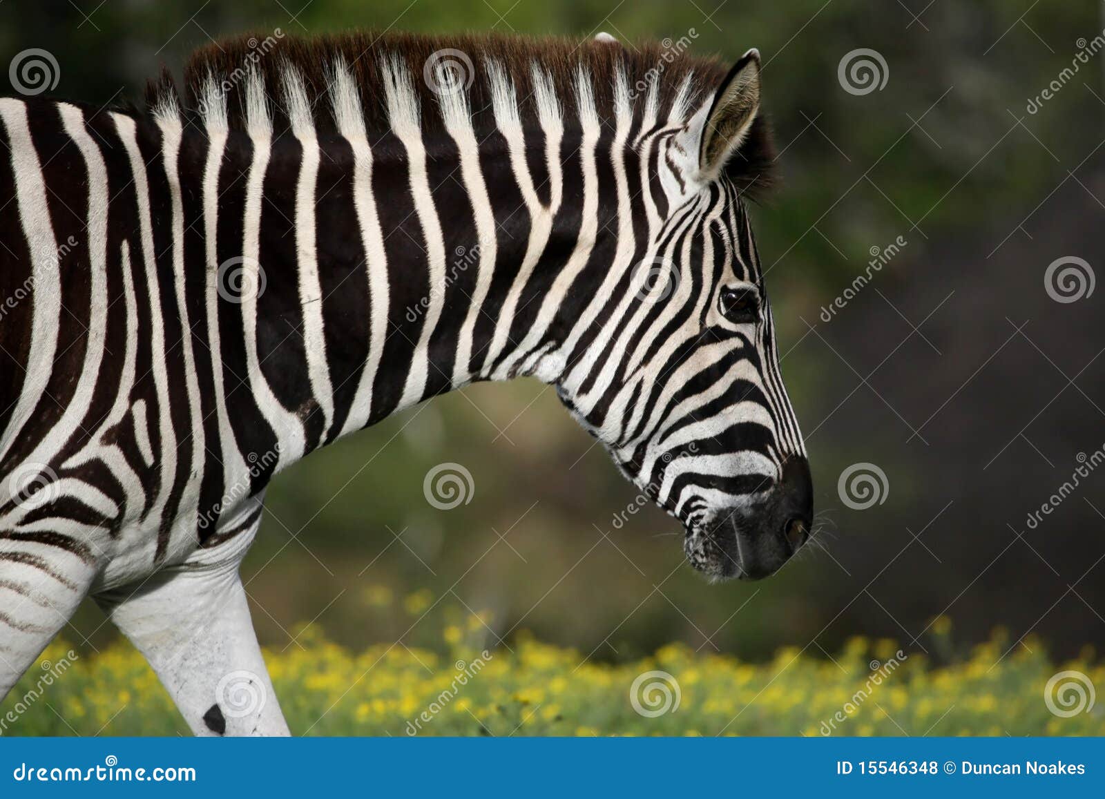 Zebra Portrait stock photo. Image of safari, portrait - 15546348
