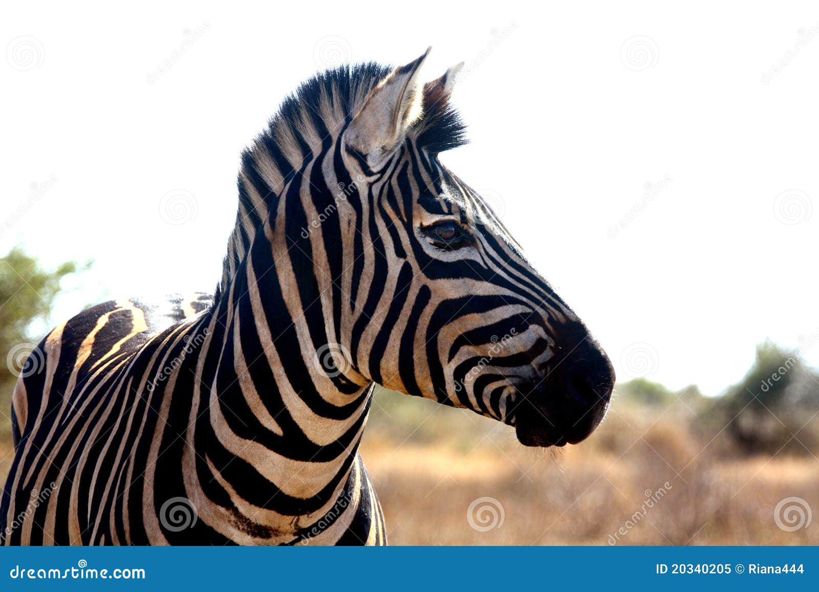 Zebra Portrait stock image. Image of ears, conservation - 20340205