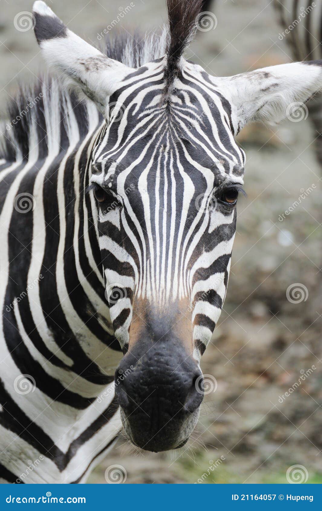 Zebra portrait stock image. Image of large, face, matriarch - 21164057