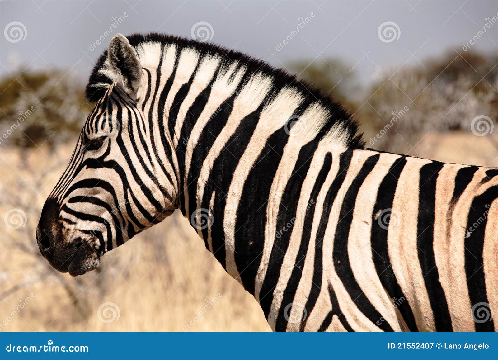 Zebra portrait stock image. Image of nature, closeup - 21552407