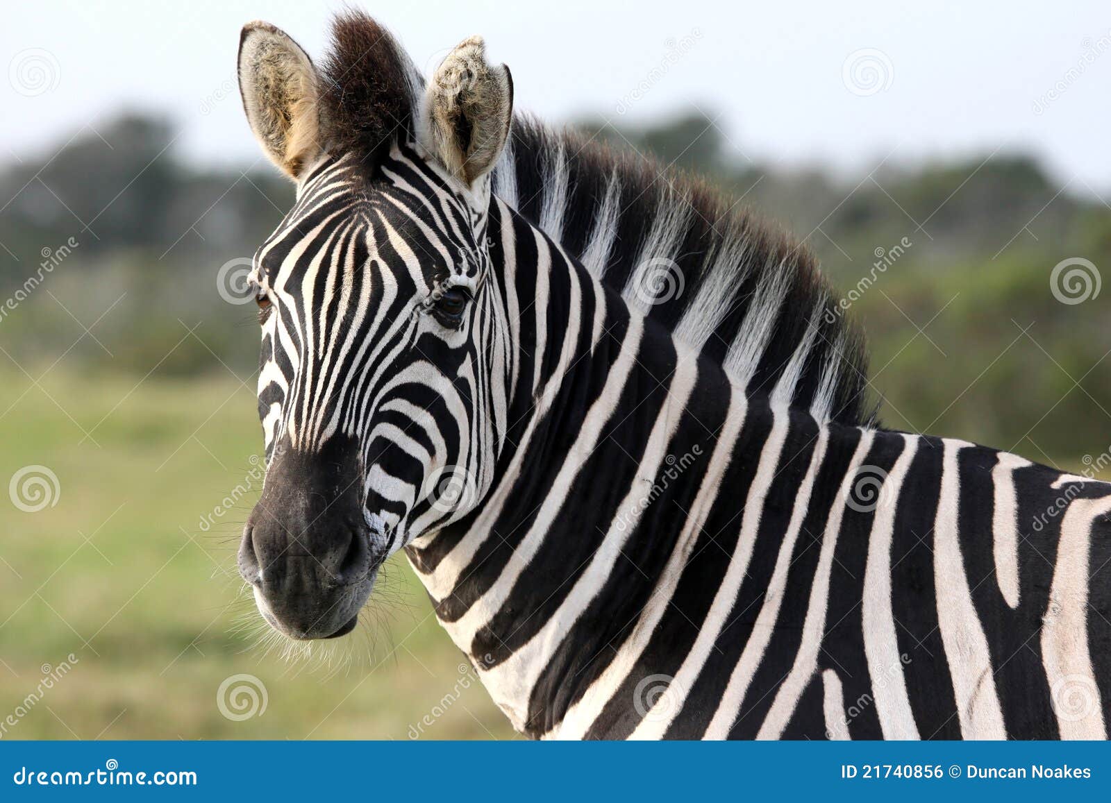 Zebra Portrait stock photo. Image of wildlife, background - 21740856
