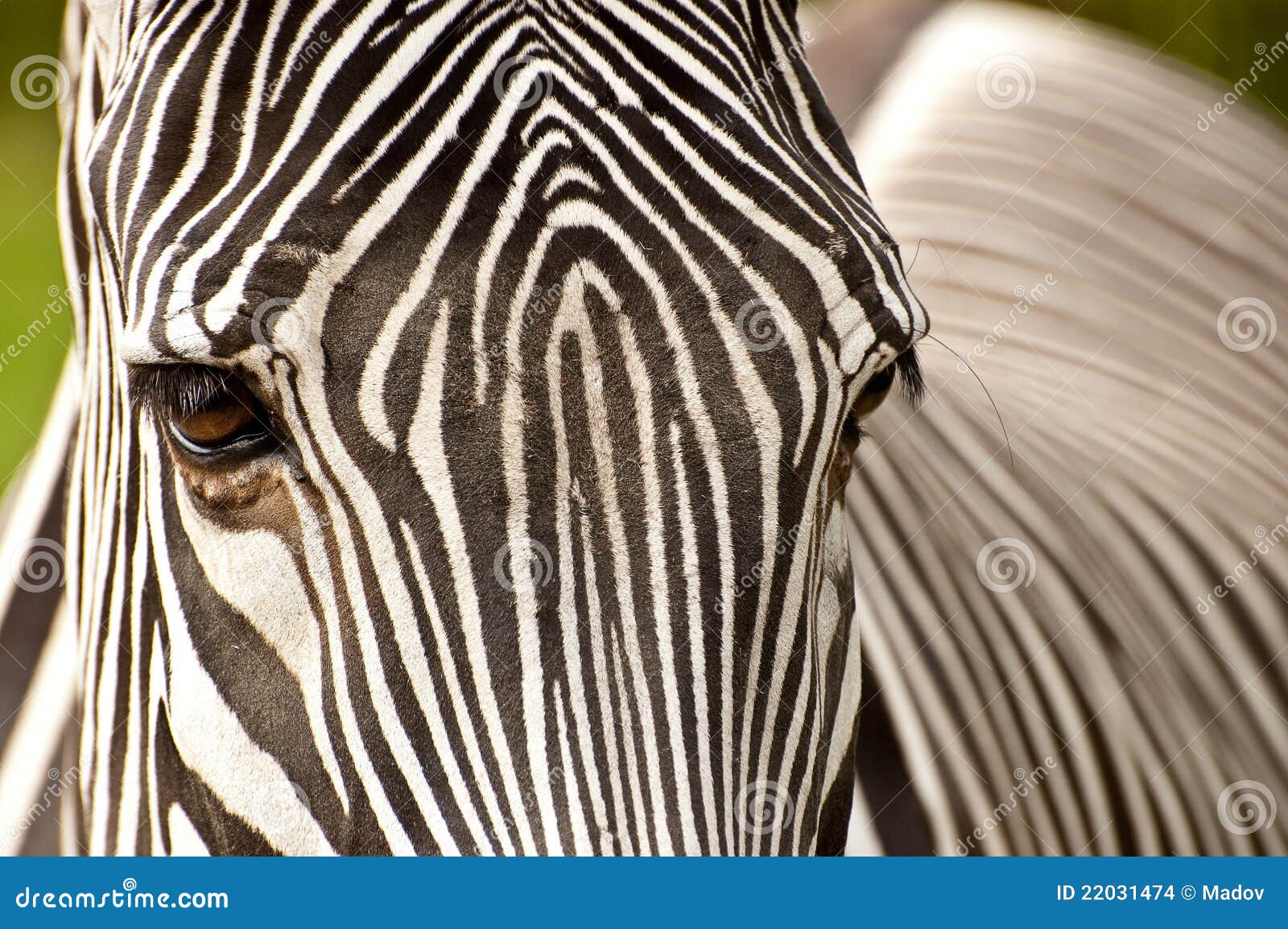 Zebra portrait stock photo. Image of macro, equus, grevyi - 22031474