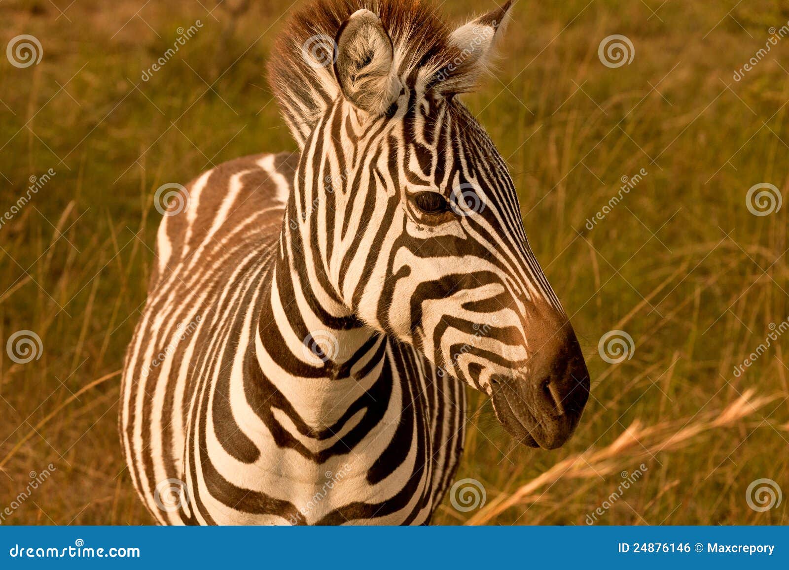 Zebra Portrait stock photo. Image of colours, equine - 24876146