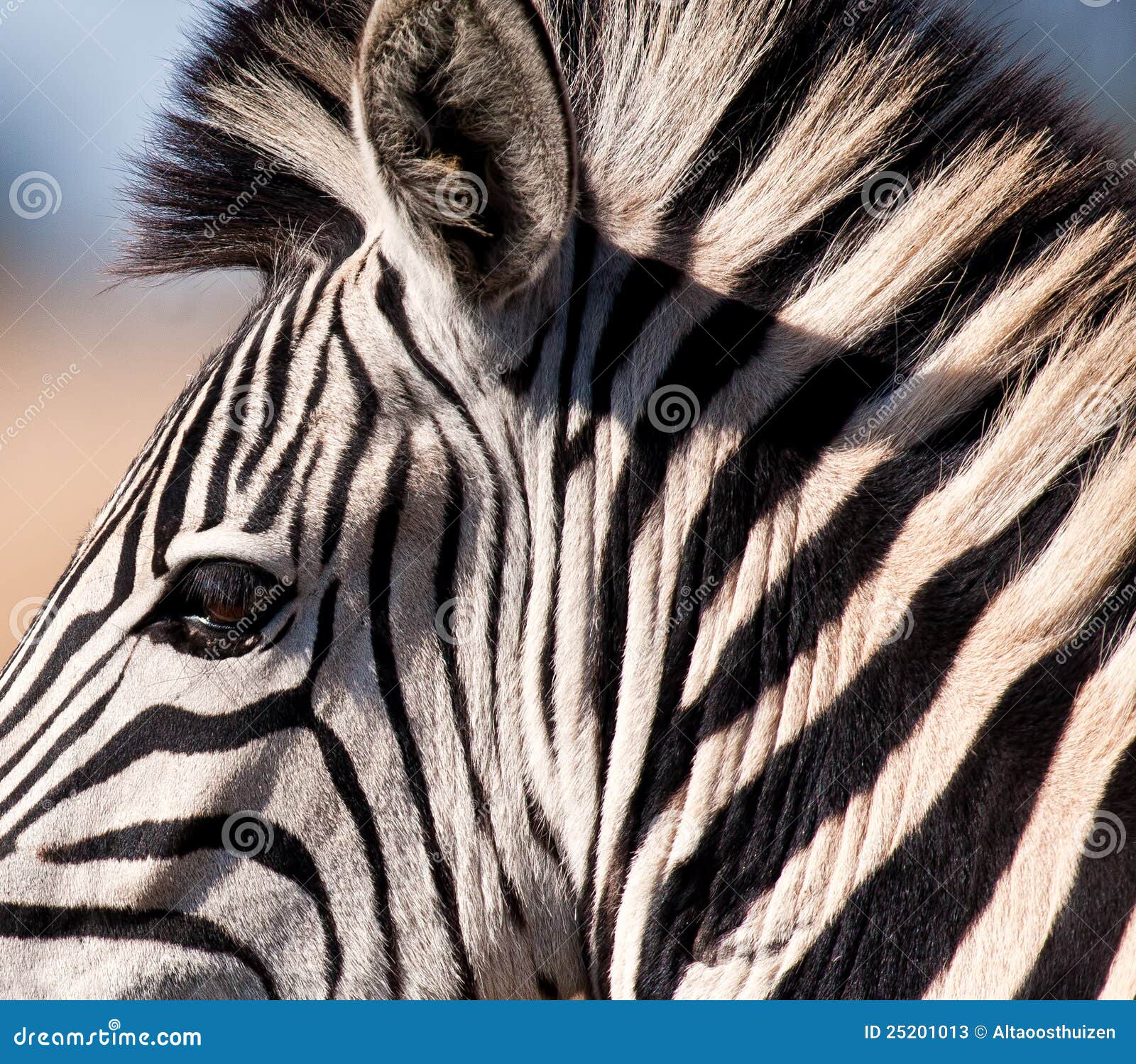 Zebra portrait stock image. Image of animal, close, daytime - 25201013