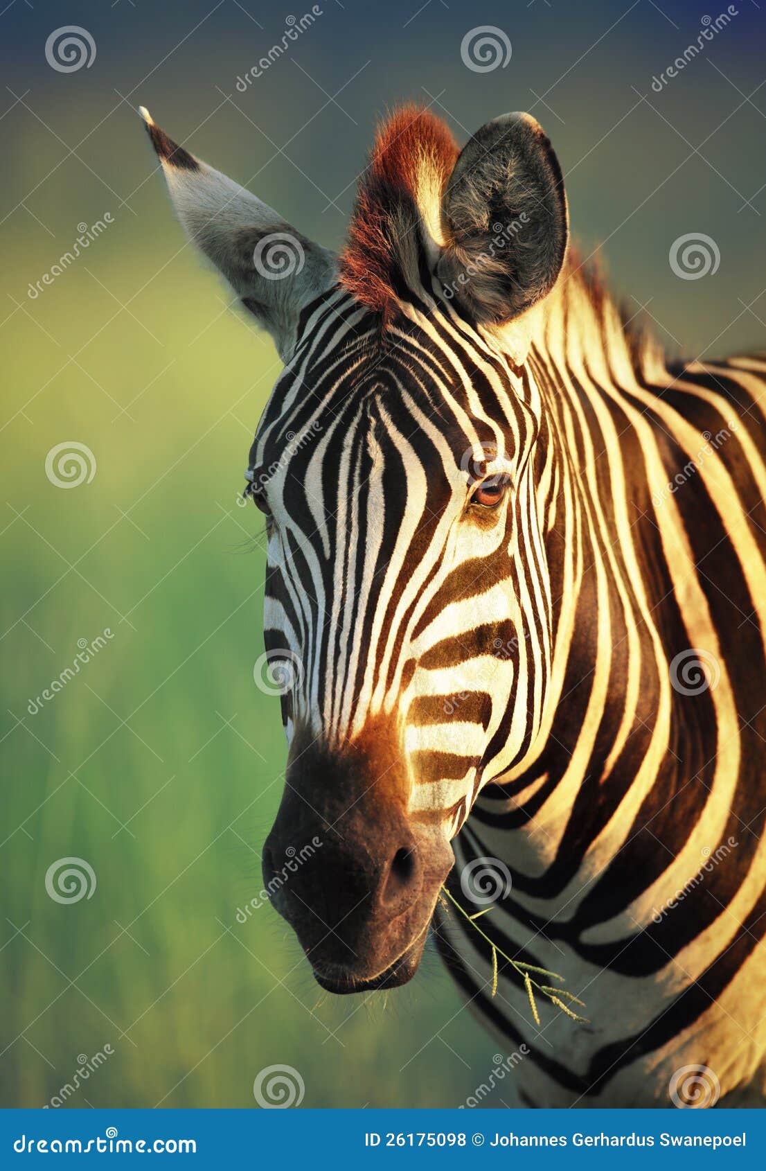 Zebra portrait stock photo. Image of equus, portrait - 26175098