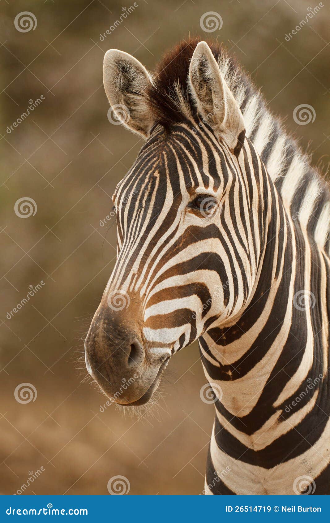 Zebra portrait stock image. Image of card, bush, crazy - 26514719