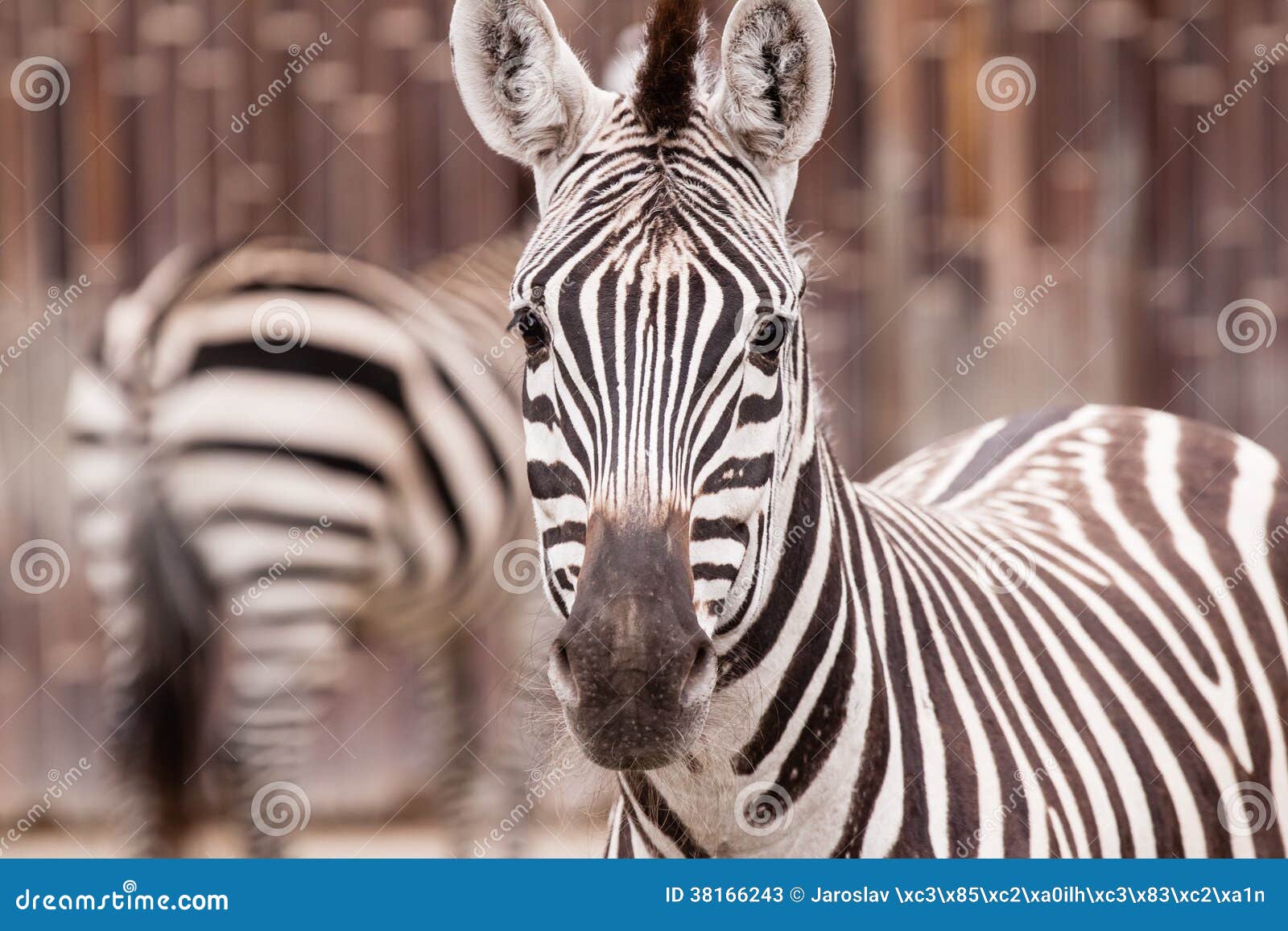 Zebra portrait stock image. Image of african, standing - 38166243