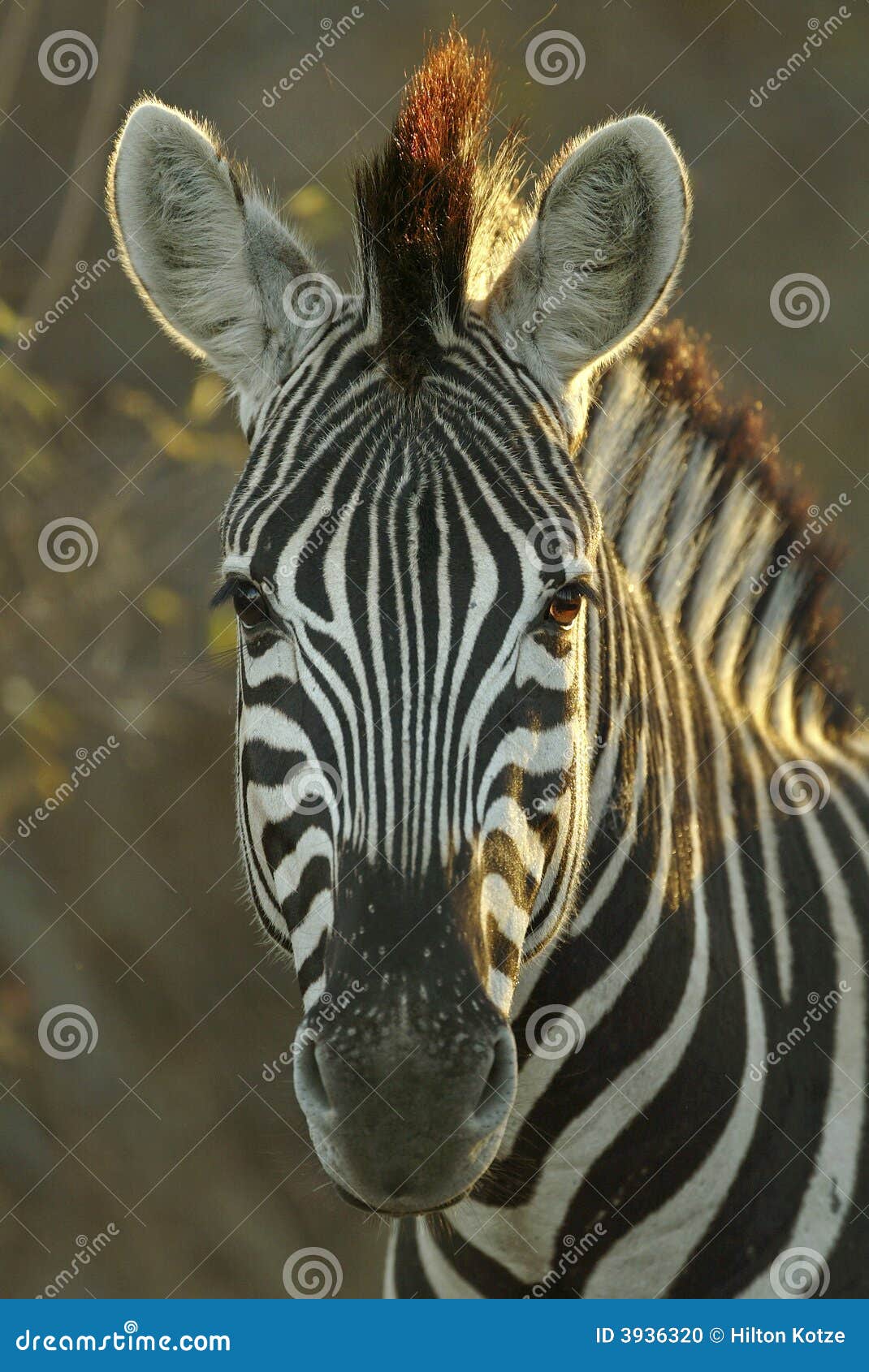 Zebra portrait stock photo. Image of female, black, white - 3936320