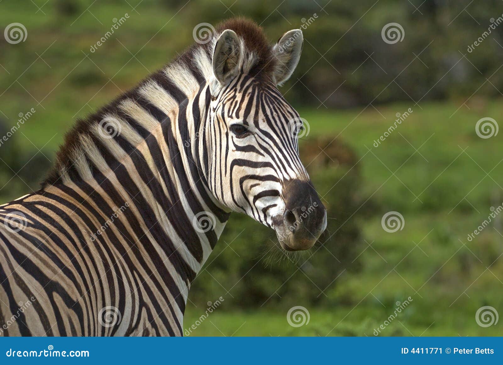 Zebra Portrait stock image. Image of grass, angry, activity - 4411771
