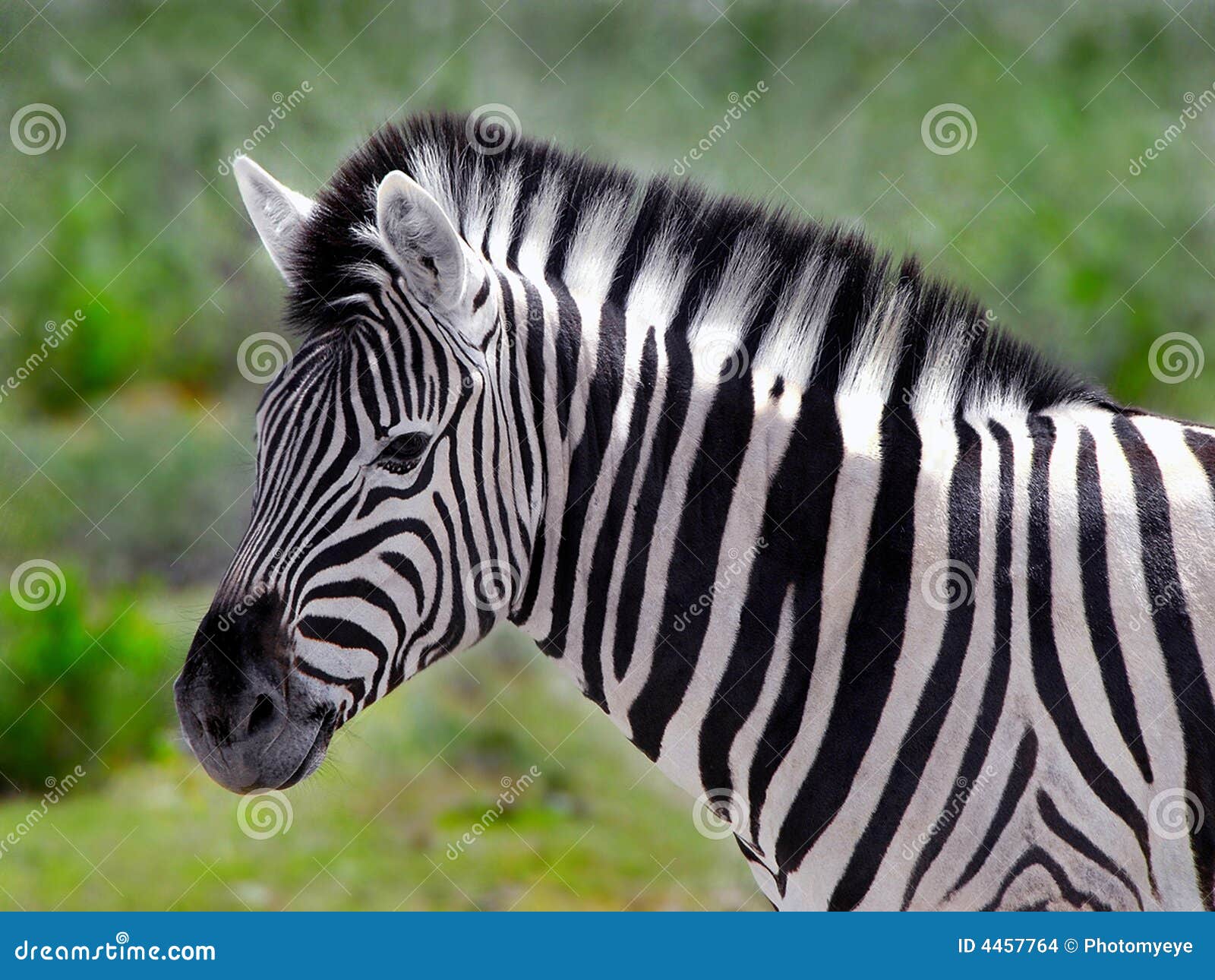Zebra portrait stock photo. Image of black, mammal, wild - 4457764
