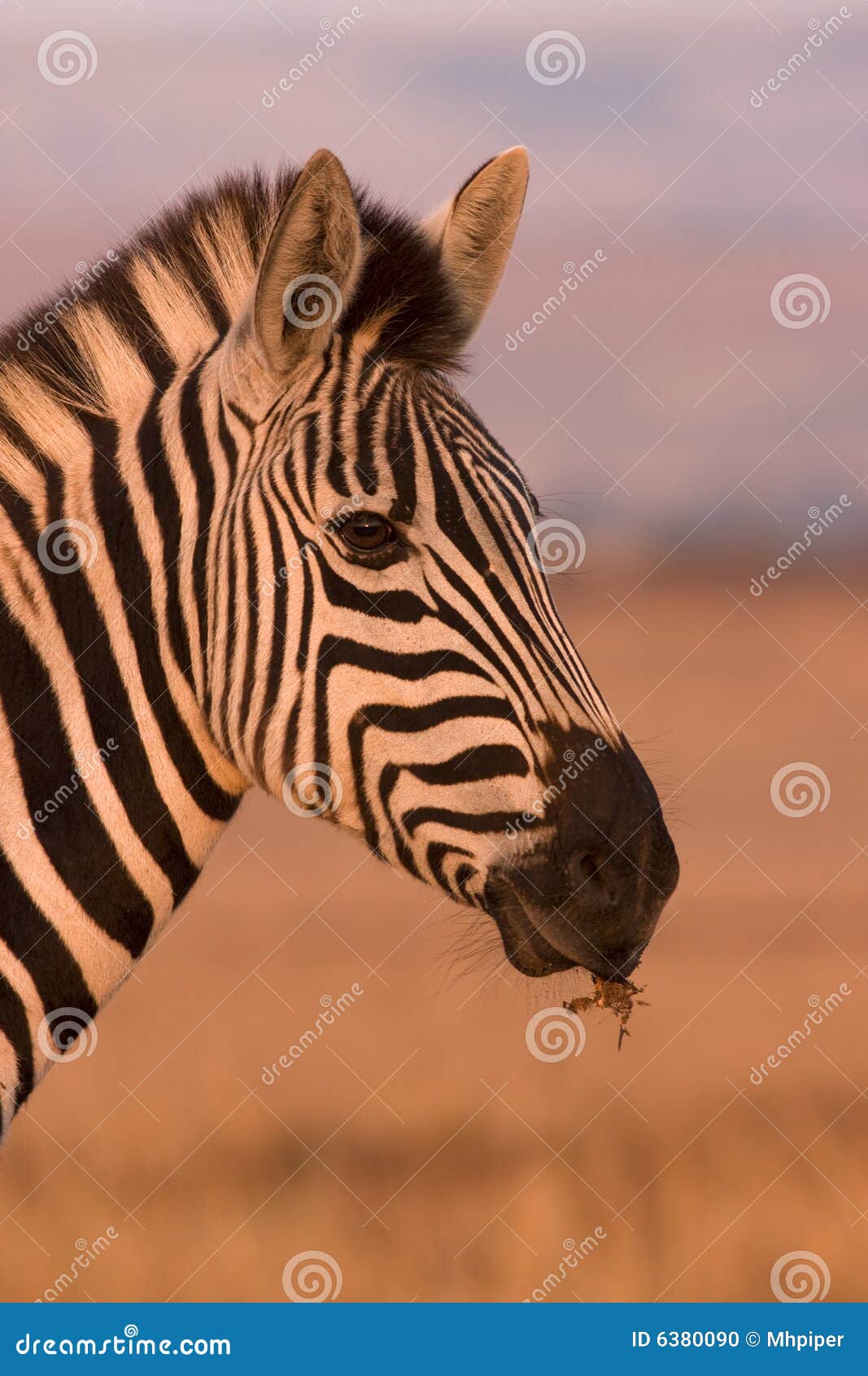 Zebra Portrait stock photo. Image of safari, african, mammal - 6380090