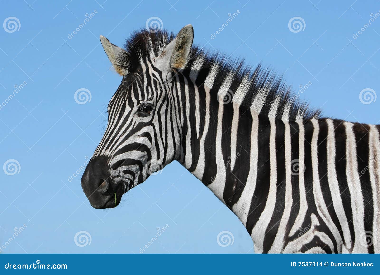 Zebra Portrait stock photo. Image of herbivore, equus - 7537014