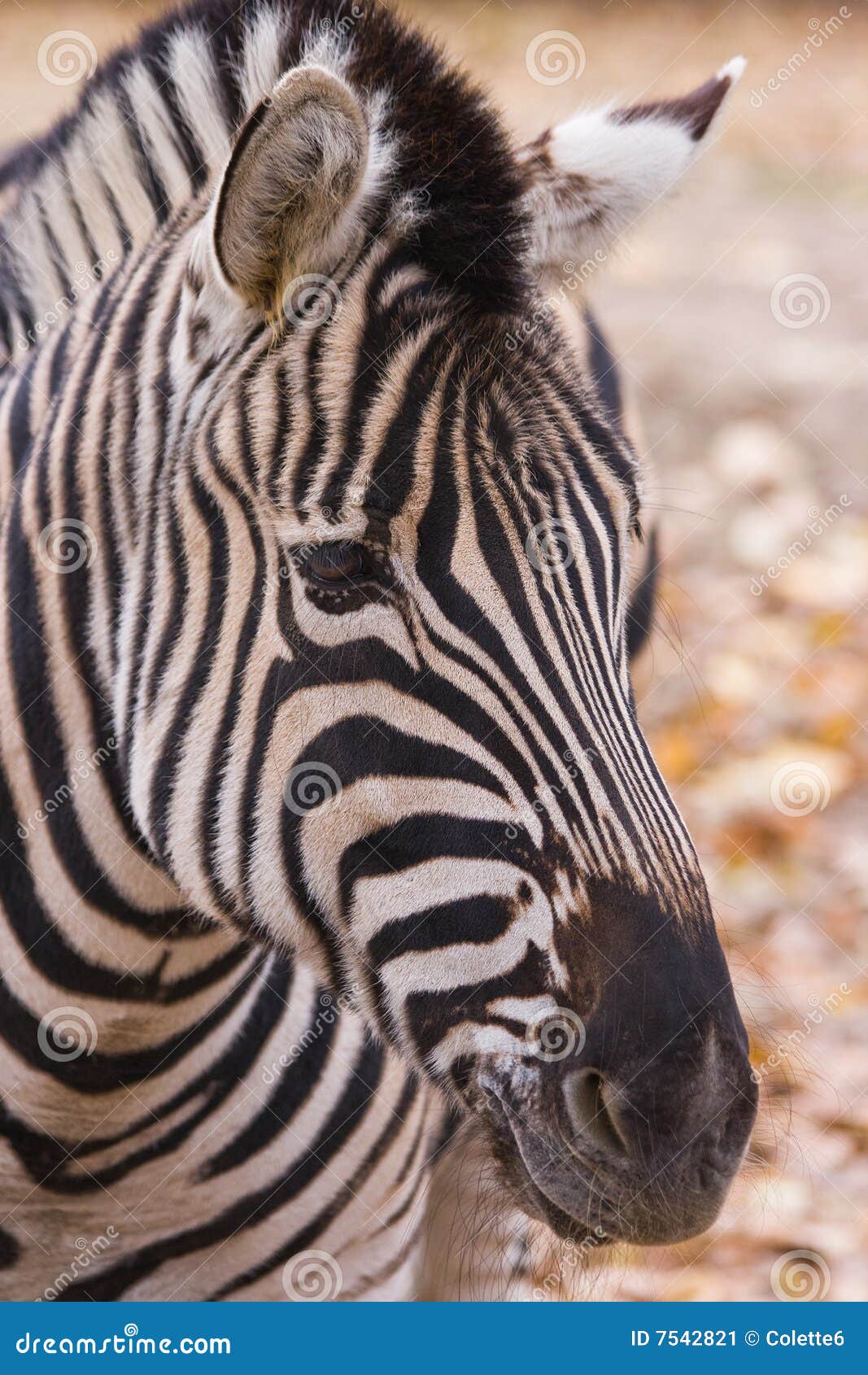 Zebra portrait stock image. Image of macro, wildlife, africa - 7542821