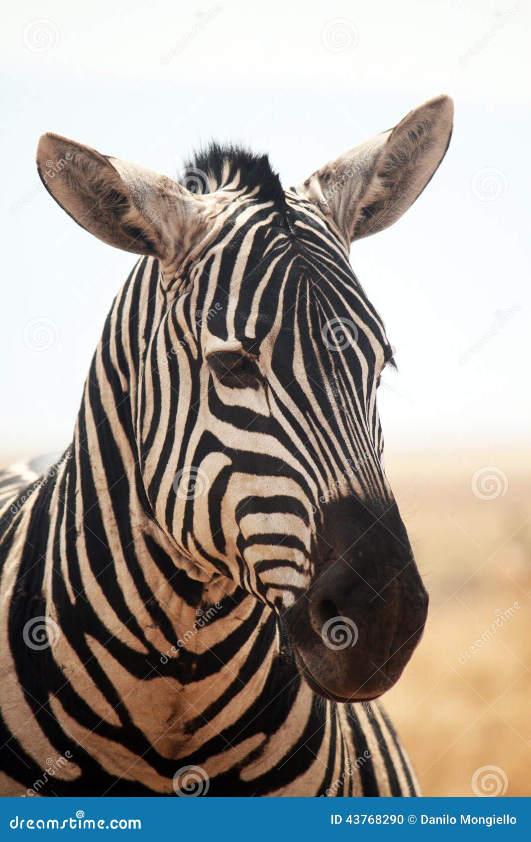 Zebra portrait stock photo. Image of looking, look, portrait - 43768290