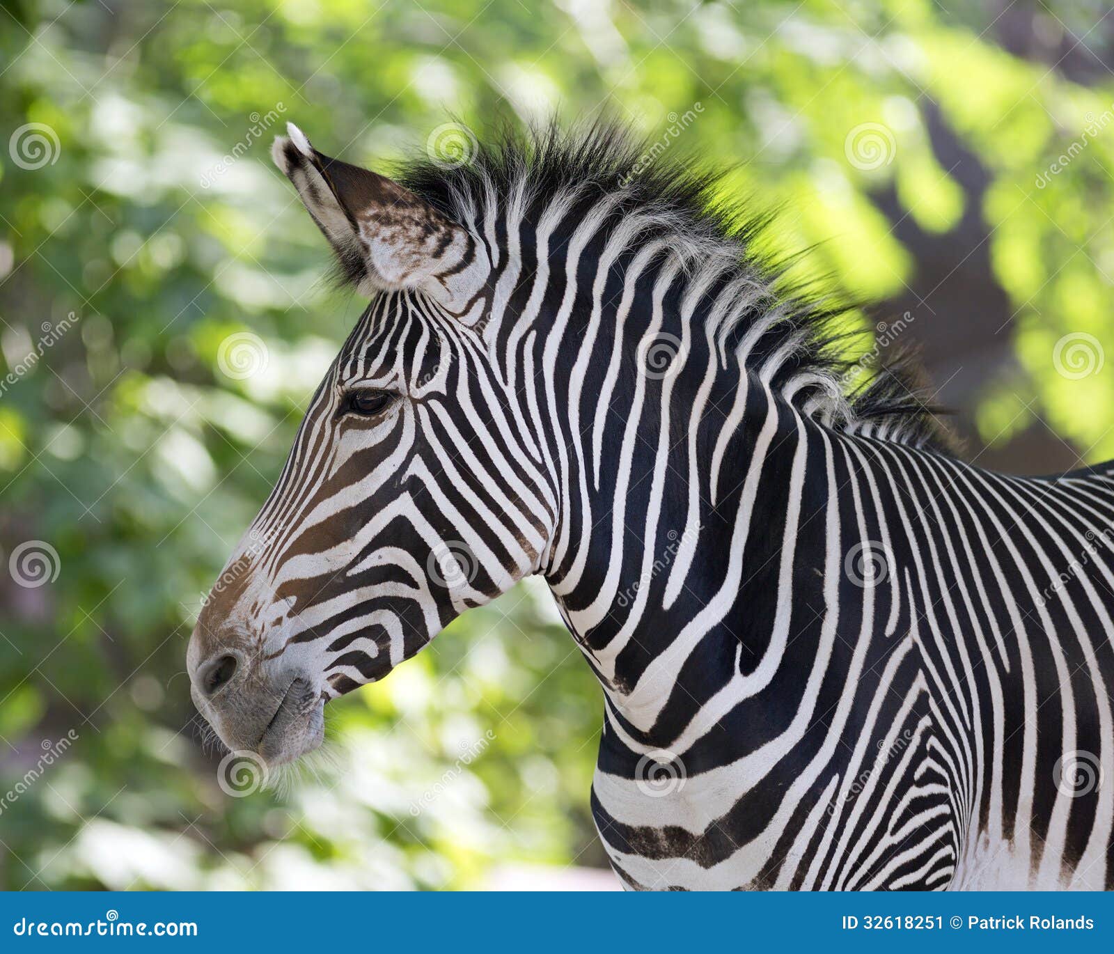 Zebra portrait stock image. Image of equids, black, african - 32618251
