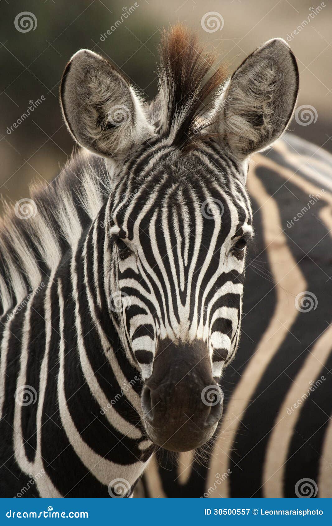 Zebra portrait stock image. Image of nature, face, plains - 30500557