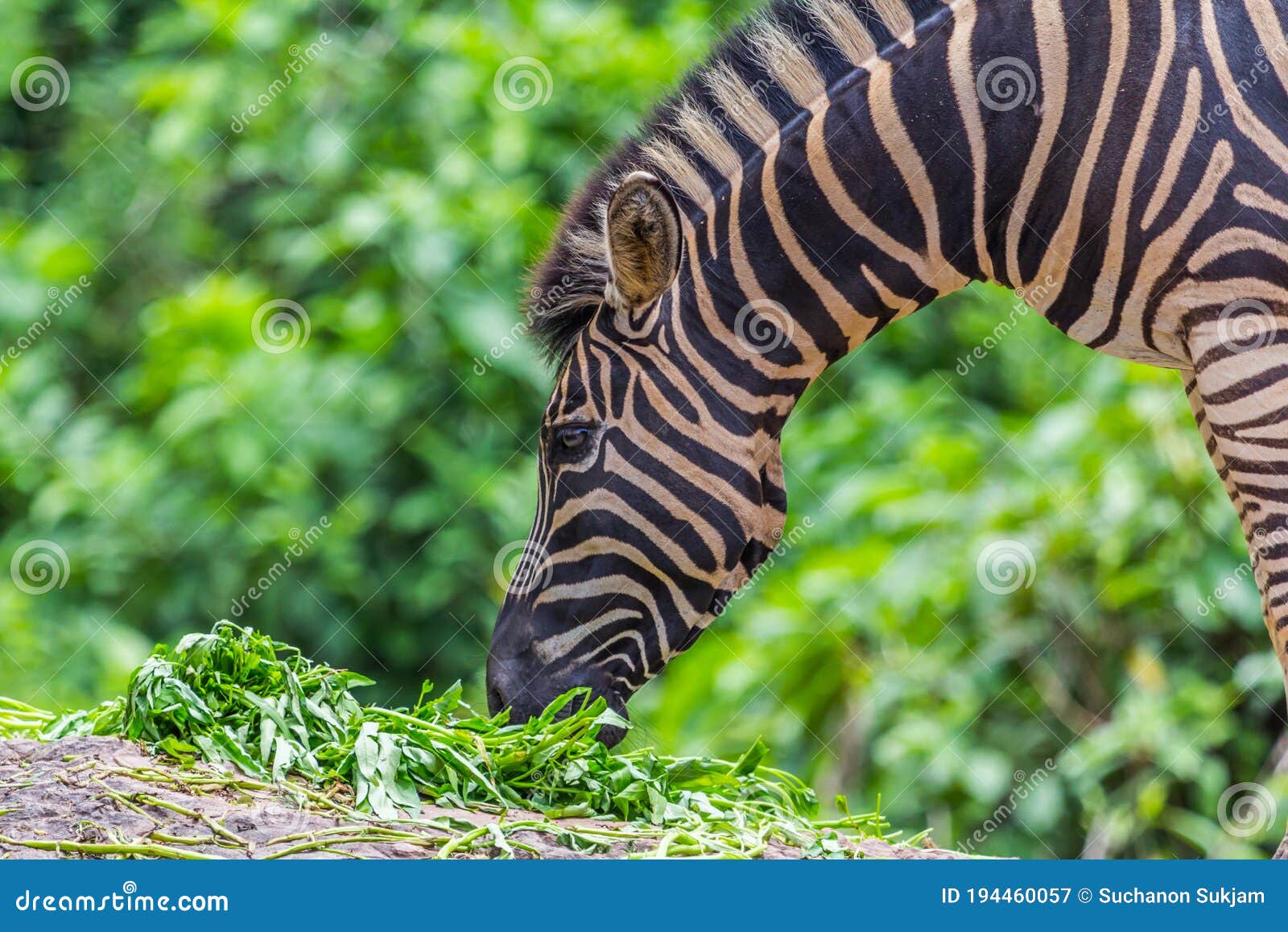 Zebra Portrait Face and Head between Eating Stock Image - Image of ...