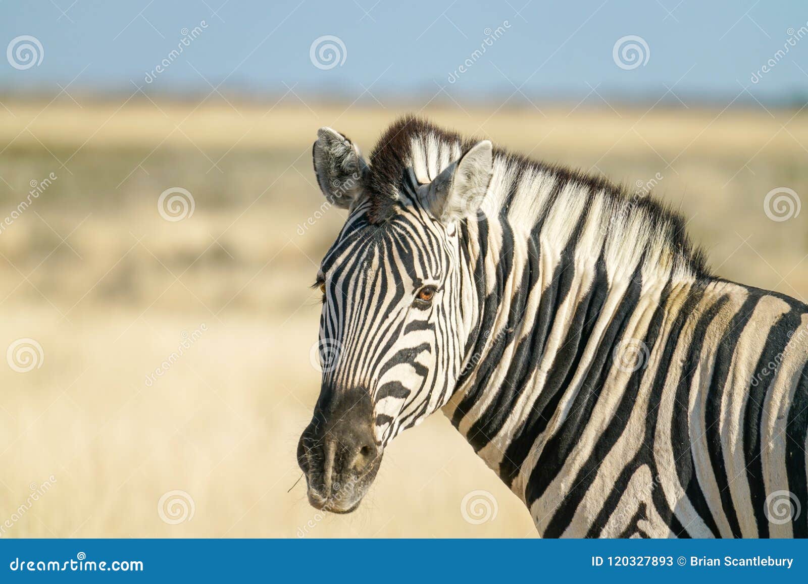 Zebra Portrait in Golden Grass. Stock Image - Image of destination ...
